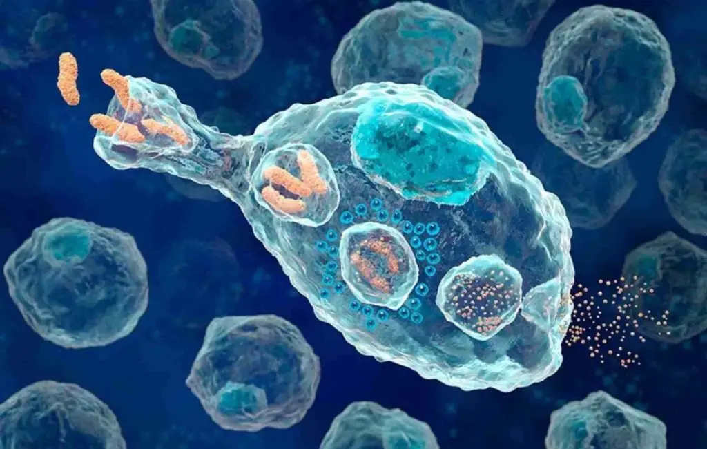 Monociti Macrofagi: Alti, Bassi, Cause in Bambini e Gravidanza